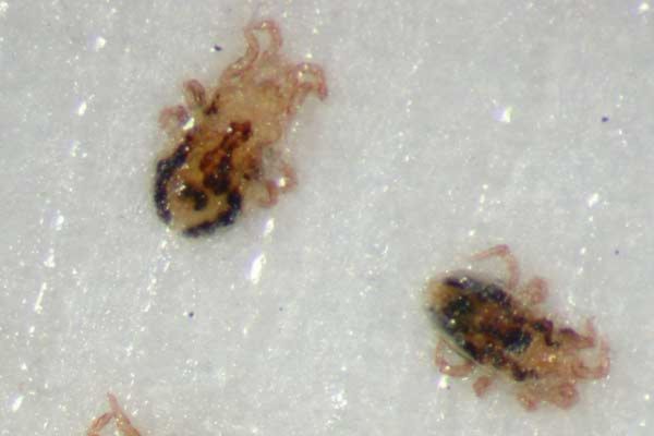 Learn About Bird Mites: Bites, Identification & Removal