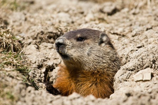 Ground Hogs And Gophers Fun Facts About Groundhogs | U.S. Fish