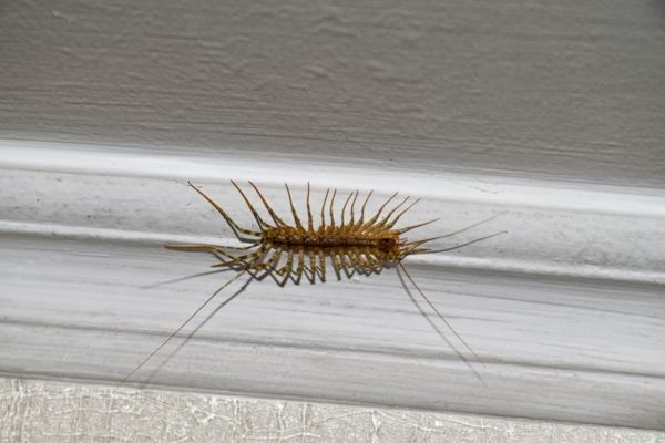 Understanding Centipedes: Identification, Diet & Bites