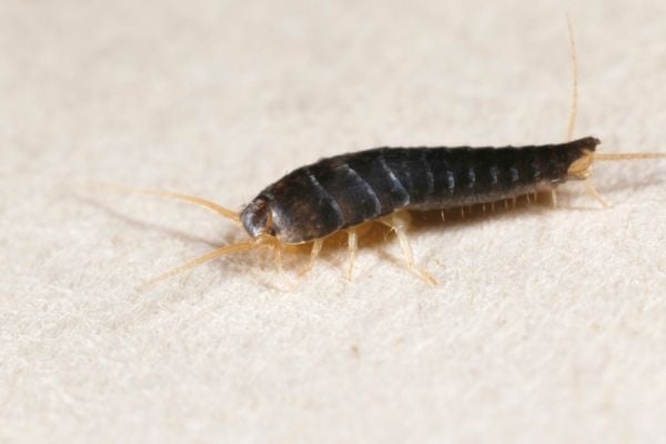 What Types of Bugs Live in Basements?