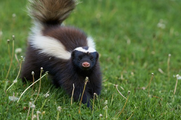How to Get Rid of Skunks From Yards & Homes