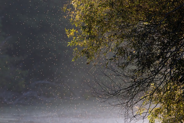 How Climate Change Fuels Rising Pest Populations