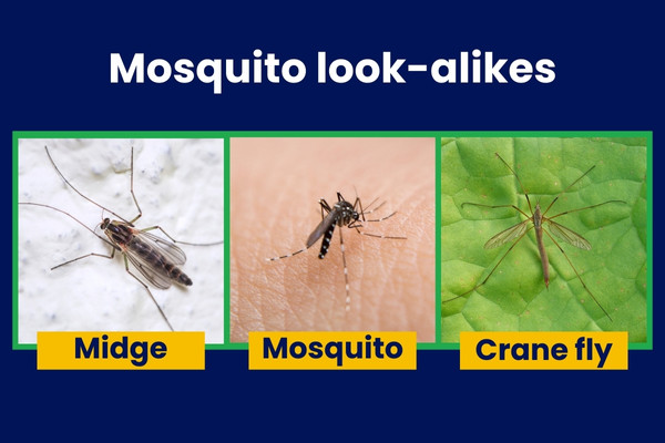 Mosquito Identification: What a Mosquito Looks Like